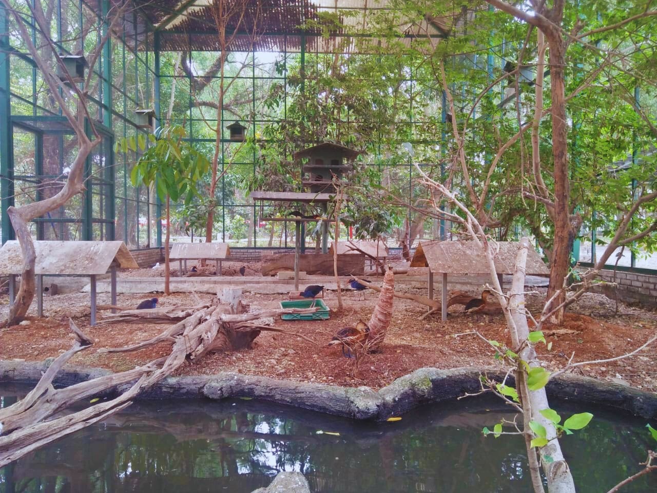 Penangkaran Burung Langka Di Telkom University – TelUtizen Campus Life